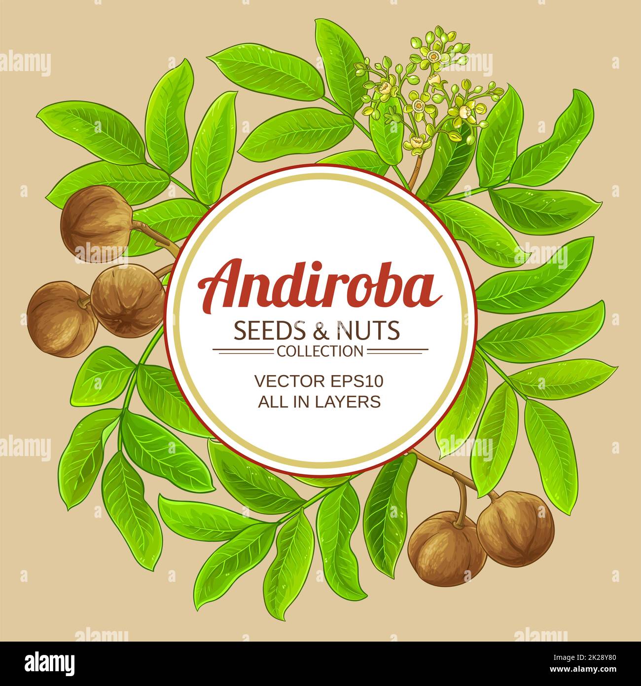 andiroba branches vector frame on color background Stock Photo - Alamy