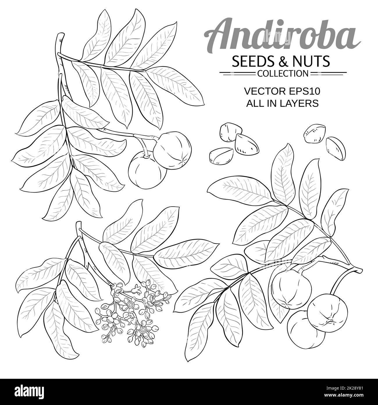 andiroba branches vector set on white background Stock Photo - Alamy