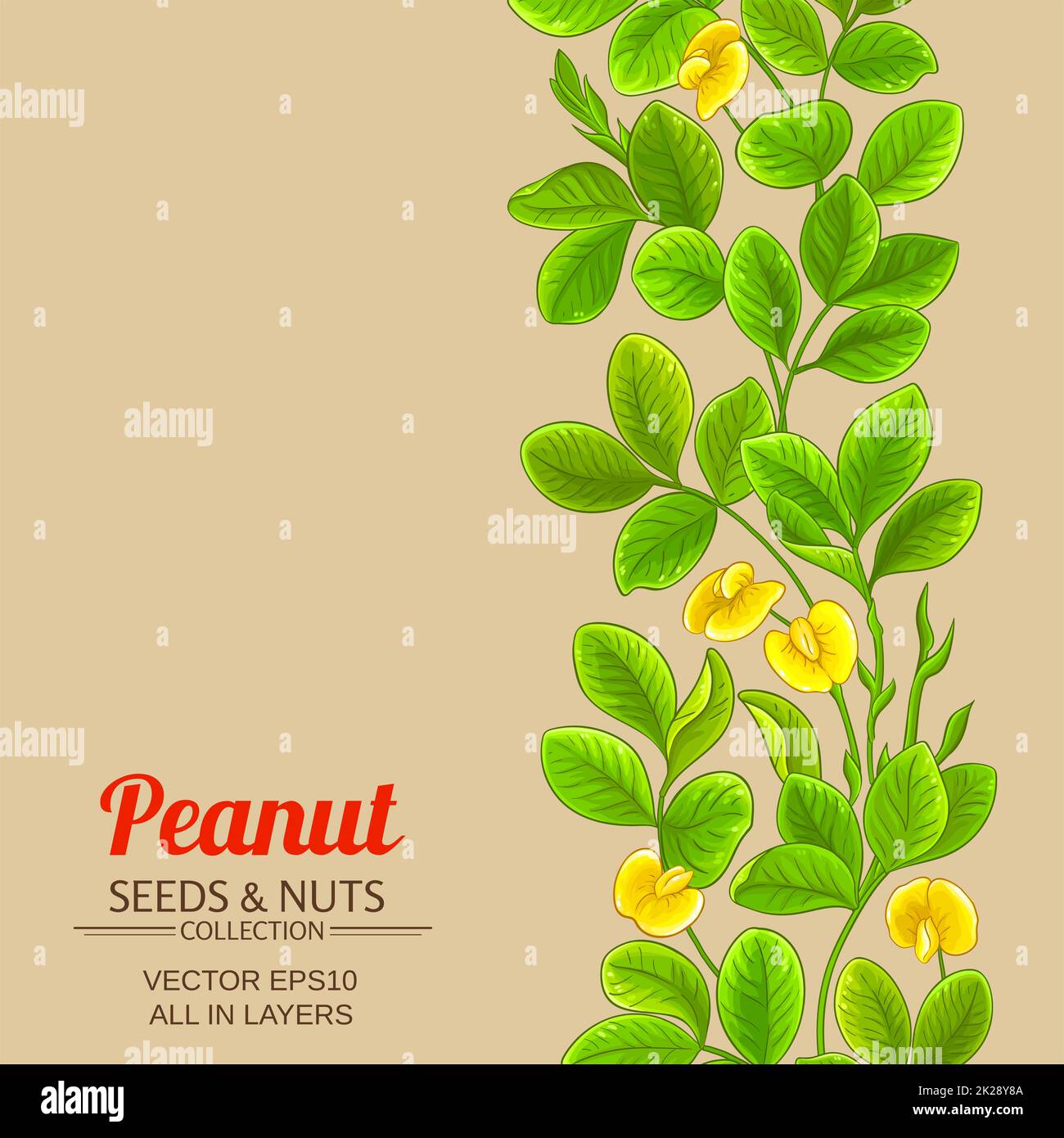 peanut plant vector pattern on color background Stock Photo - Alamy
