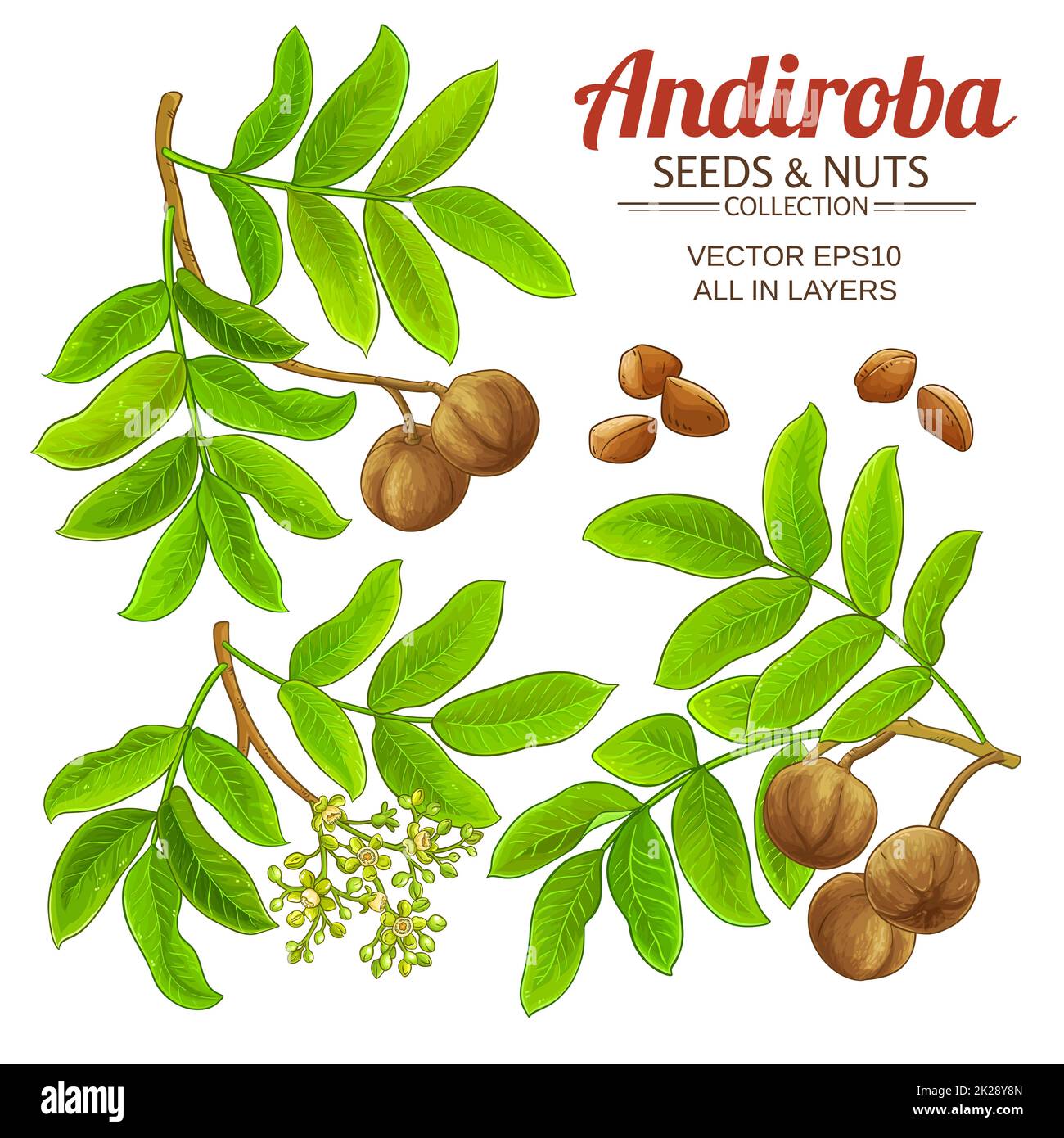 andiroba branches vector set on white background Stock Photo - Alamy