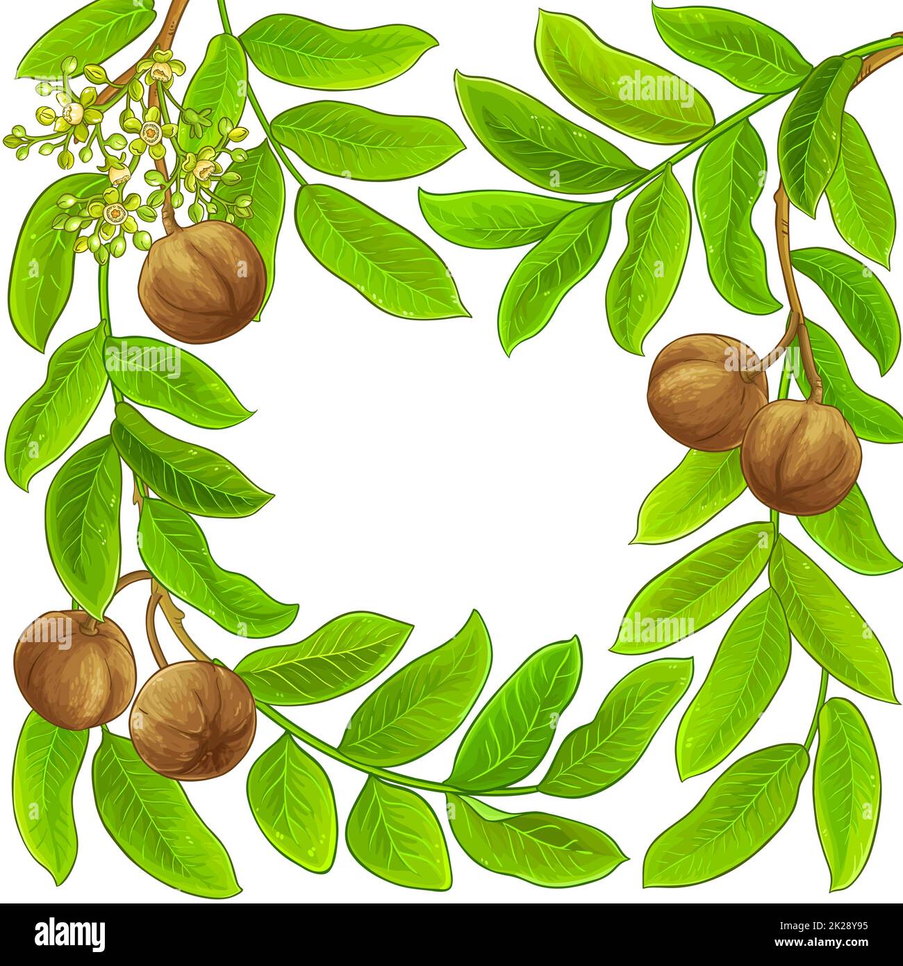 andiroba branches vector frame on white background Stock Photo - Alamy