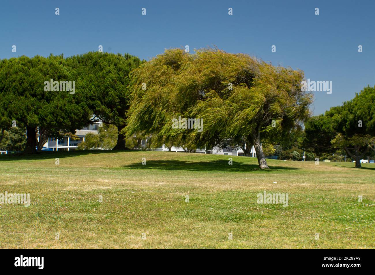 Hybrid willow hi-res stock photography and images - Alamy