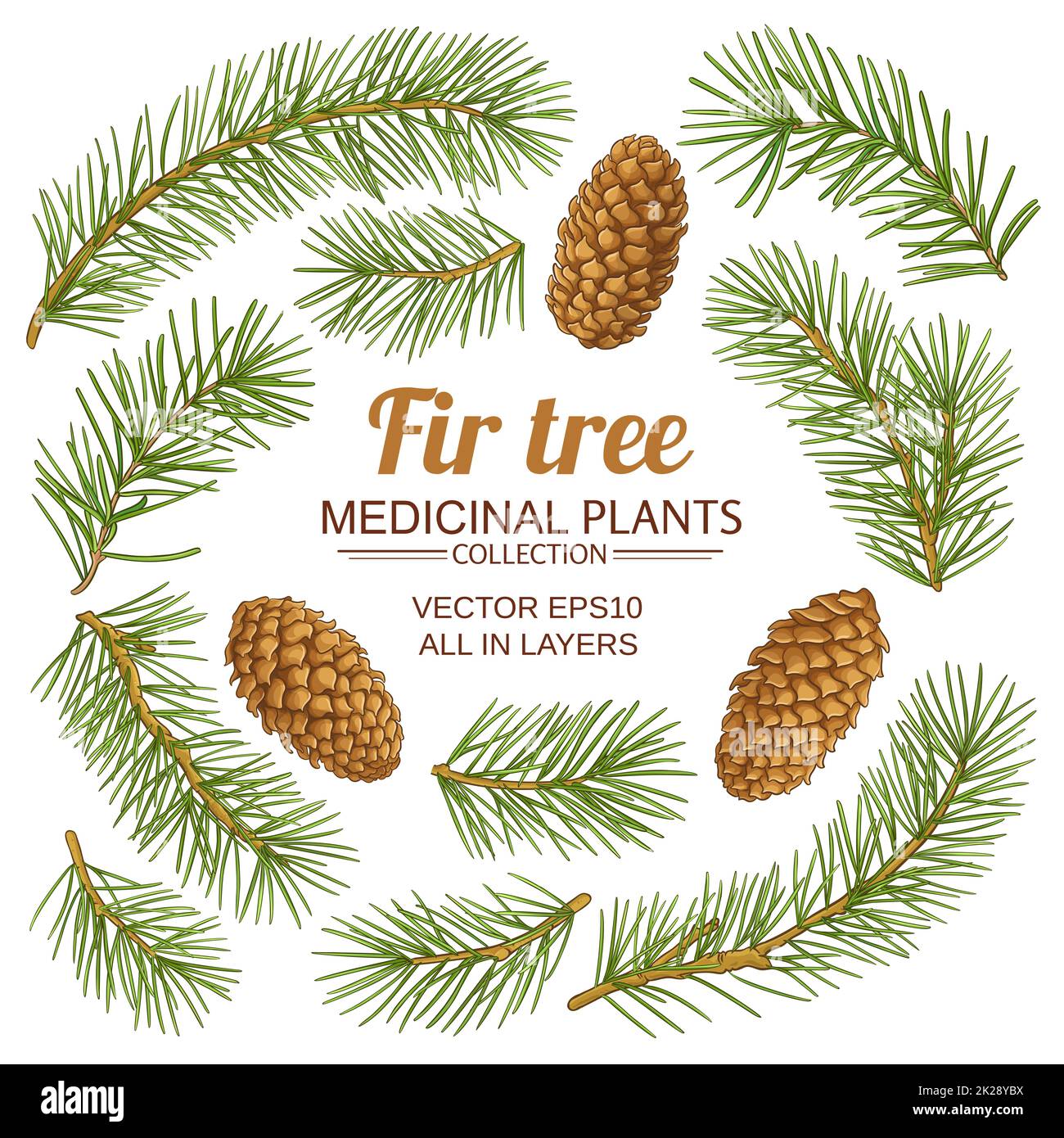 fir tree branches elements vector set on white background Stock Photo ...