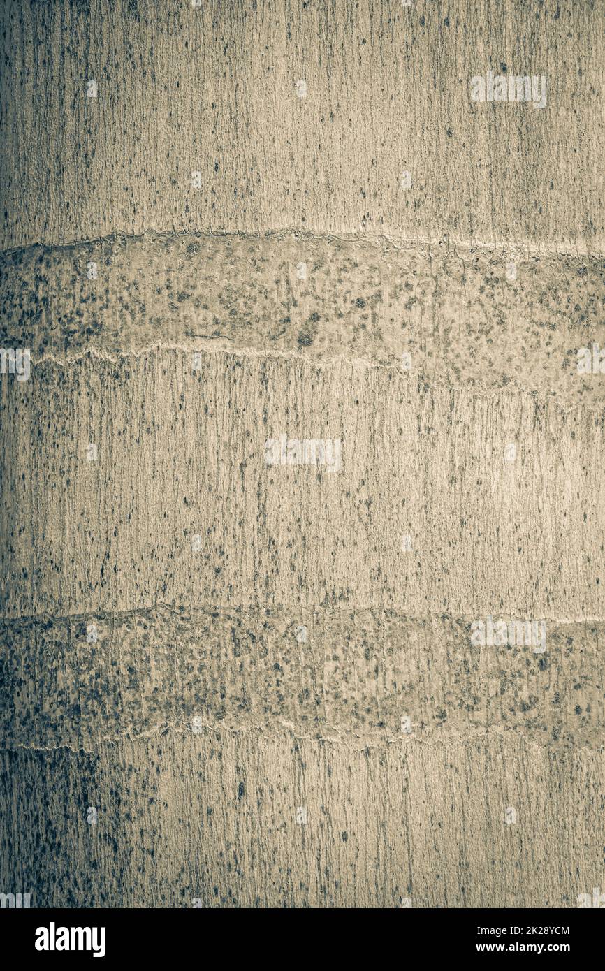 Texture pattern grey bark of palm trees Puerto Aventuras Mexico Stock ...