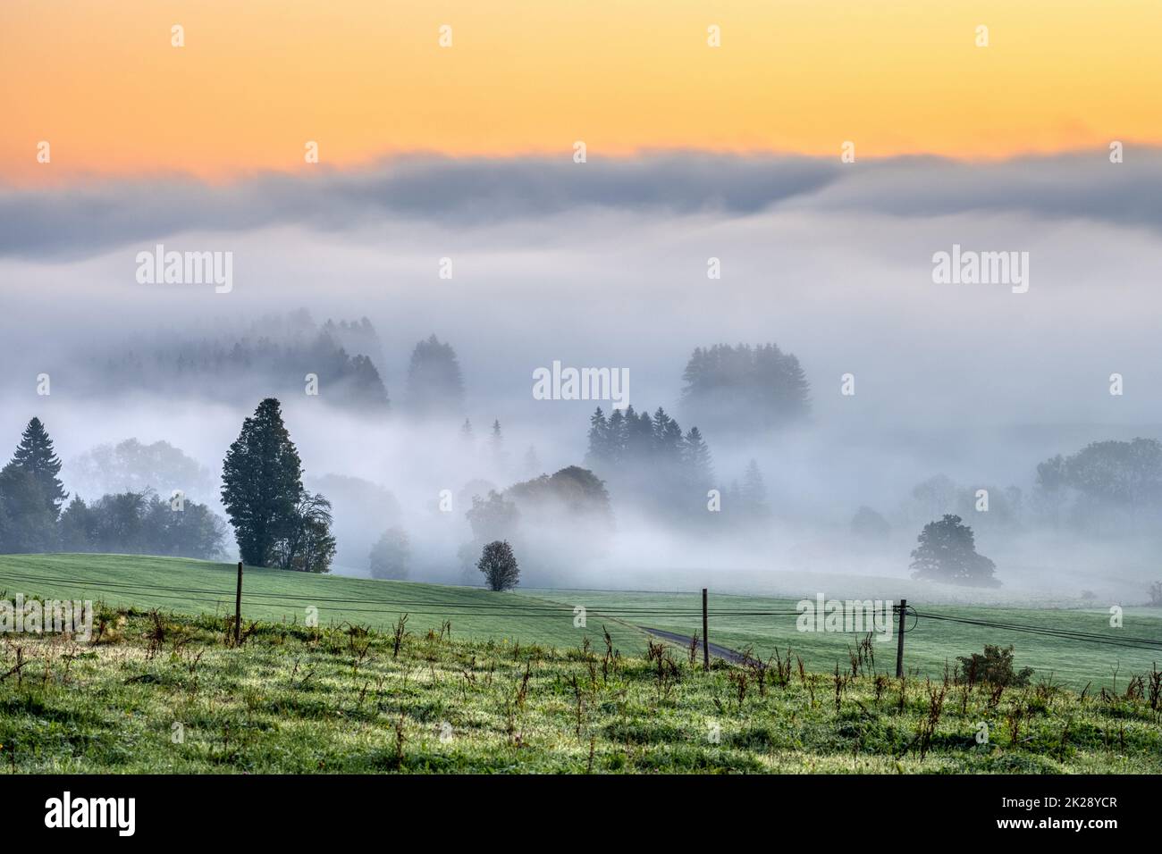 Grass landscape before trees hi-res stock photography and images - Alamy