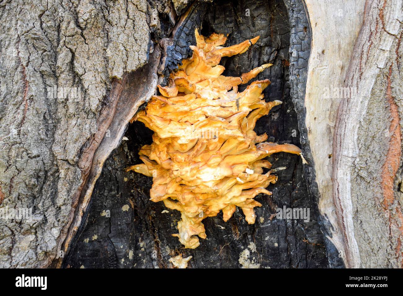 Hollow fungus hi-res stock photography and images - Alamy