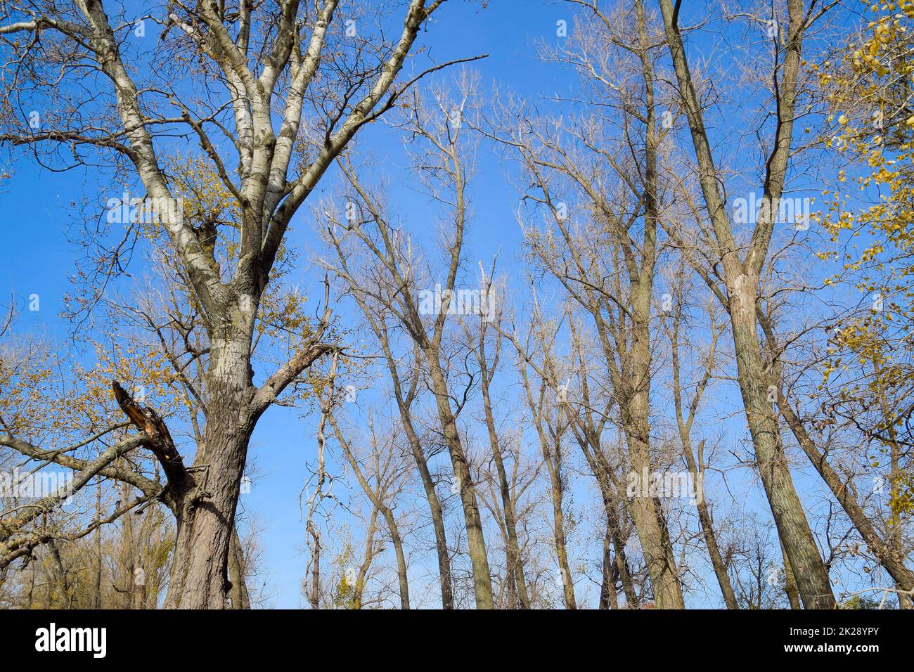 Poplar trees leaves hi-res stock photography and images - Alamy