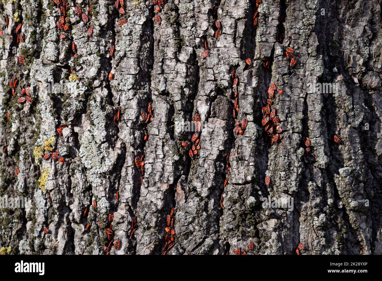 Red bugs bask in the sun on tree bark. Autumn warm-soldiers for beetles ...
