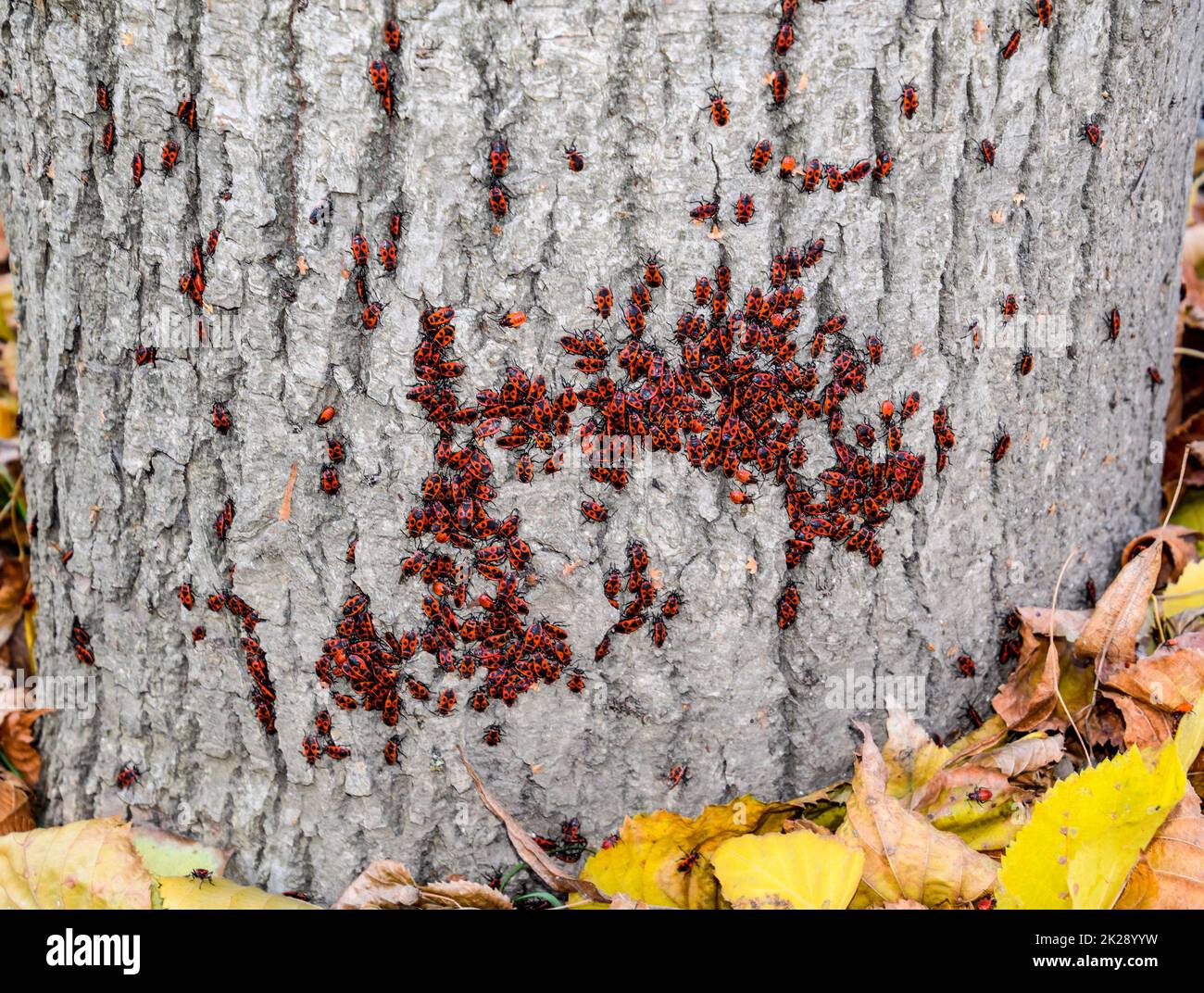 Red bugs bask in the sun on tree bark. Autumn warm-soldiers for beetles ...