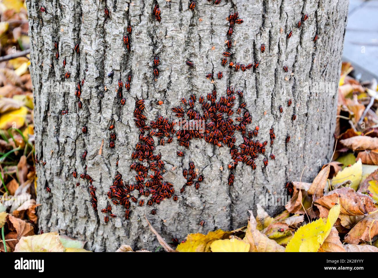 Red bugs bask in the sun on tree bark. Autumn warm-soldiers for beetles ...