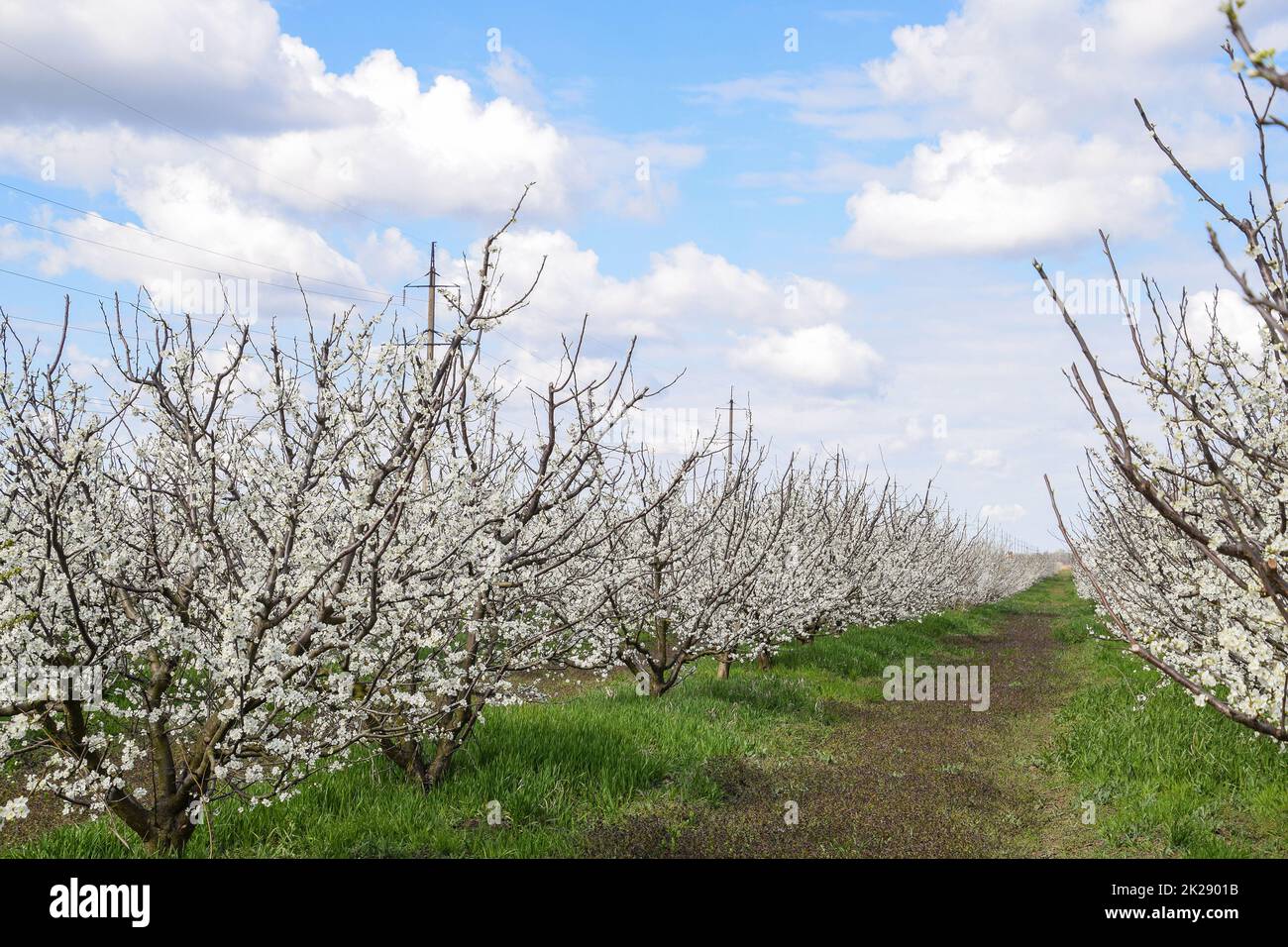 Flowering plum garden Stock Photo - Alamy