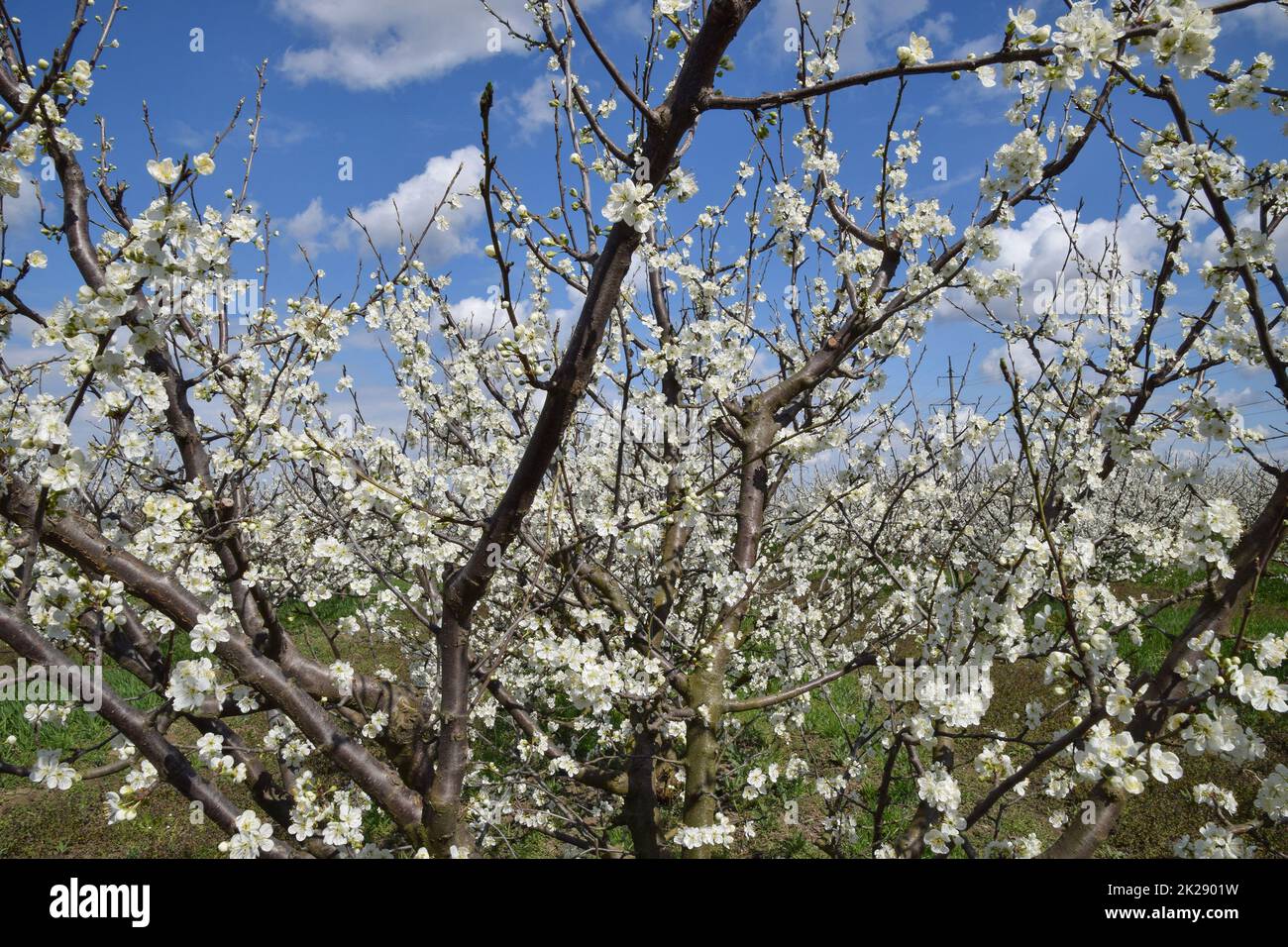 Flowering plum garden Stock Photo - Alamy