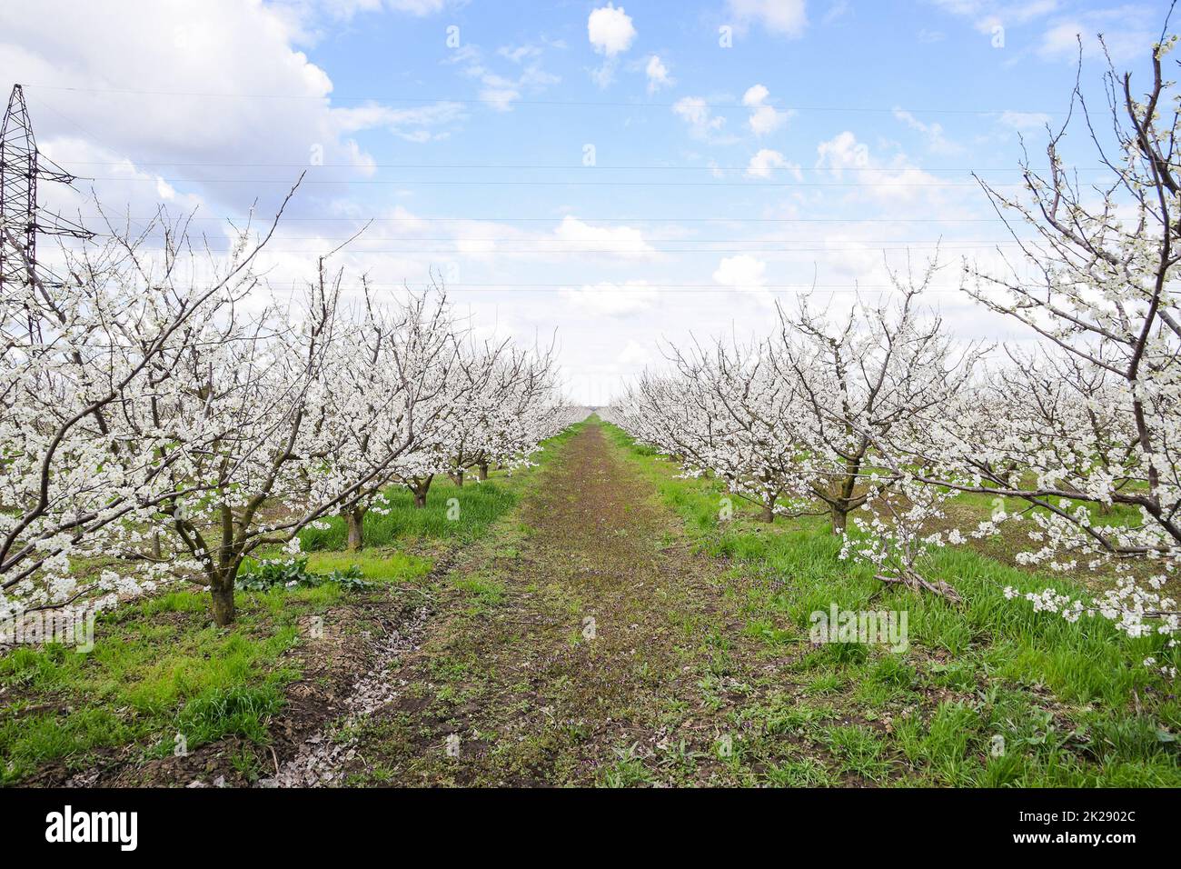 Flowering plum garden Stock Photo - Alamy
