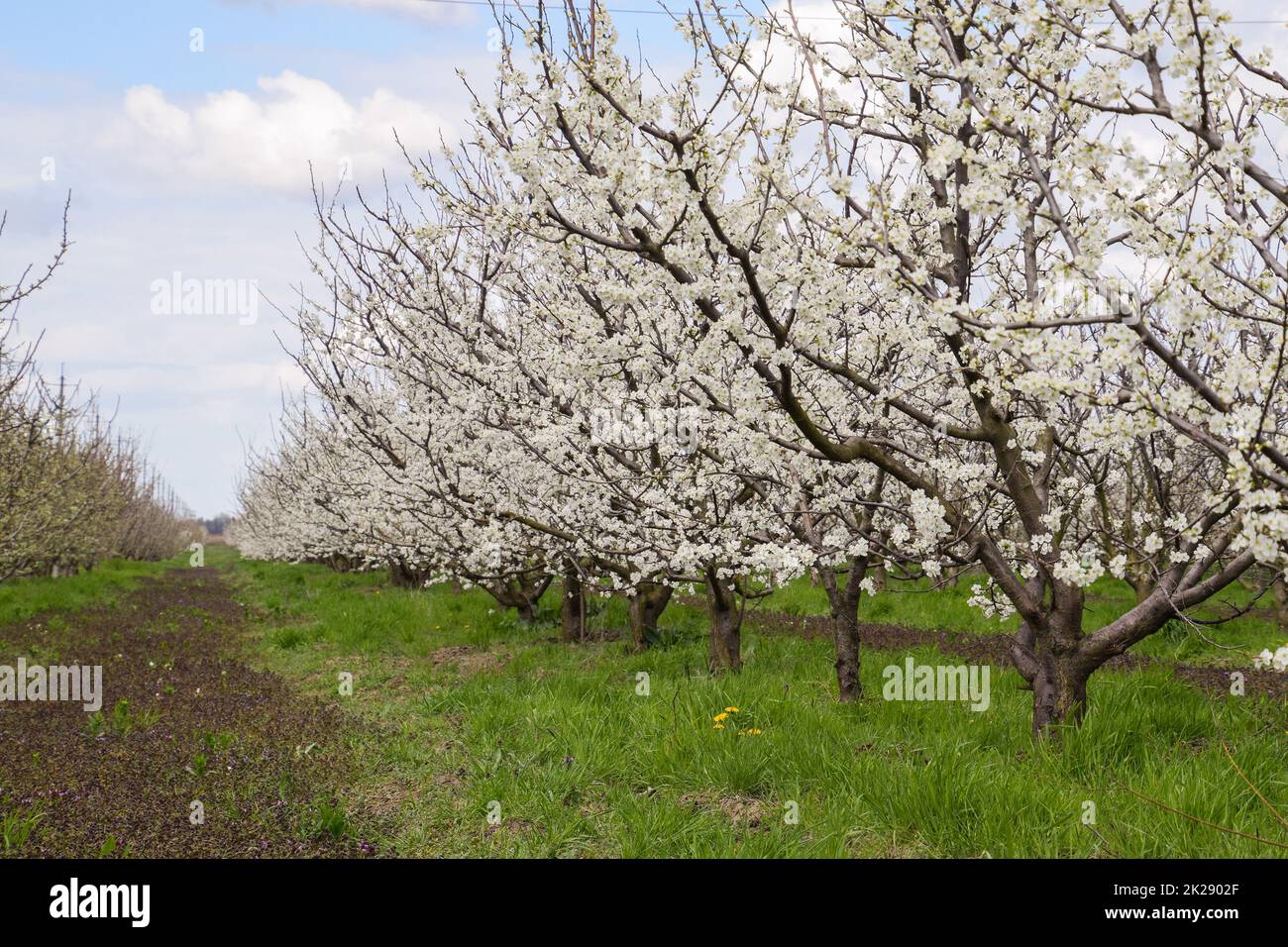 Flowering plum garden Stock Photo - Alamy