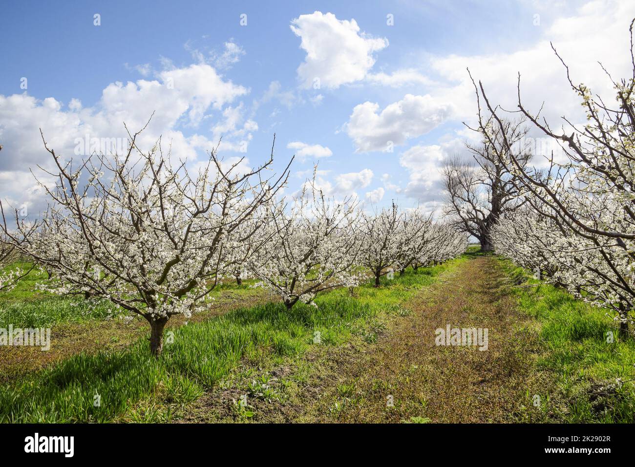 Flowering plum garden Stock Photo - Alamy
