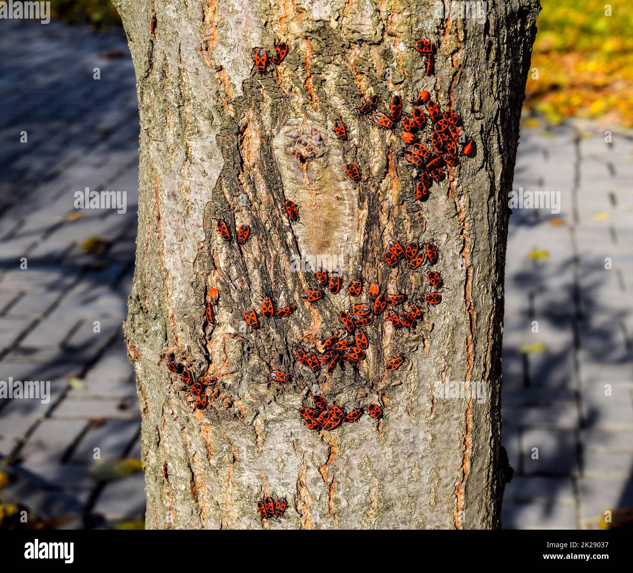 Red bugs bask in the sun on tree bark. Autumn warm-soldiers for beetles ...