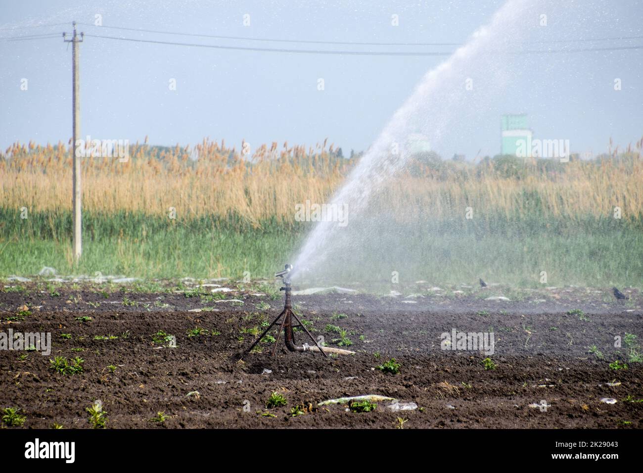 Irrigation system in field of melons. Watering the fields. Sprinkler ...