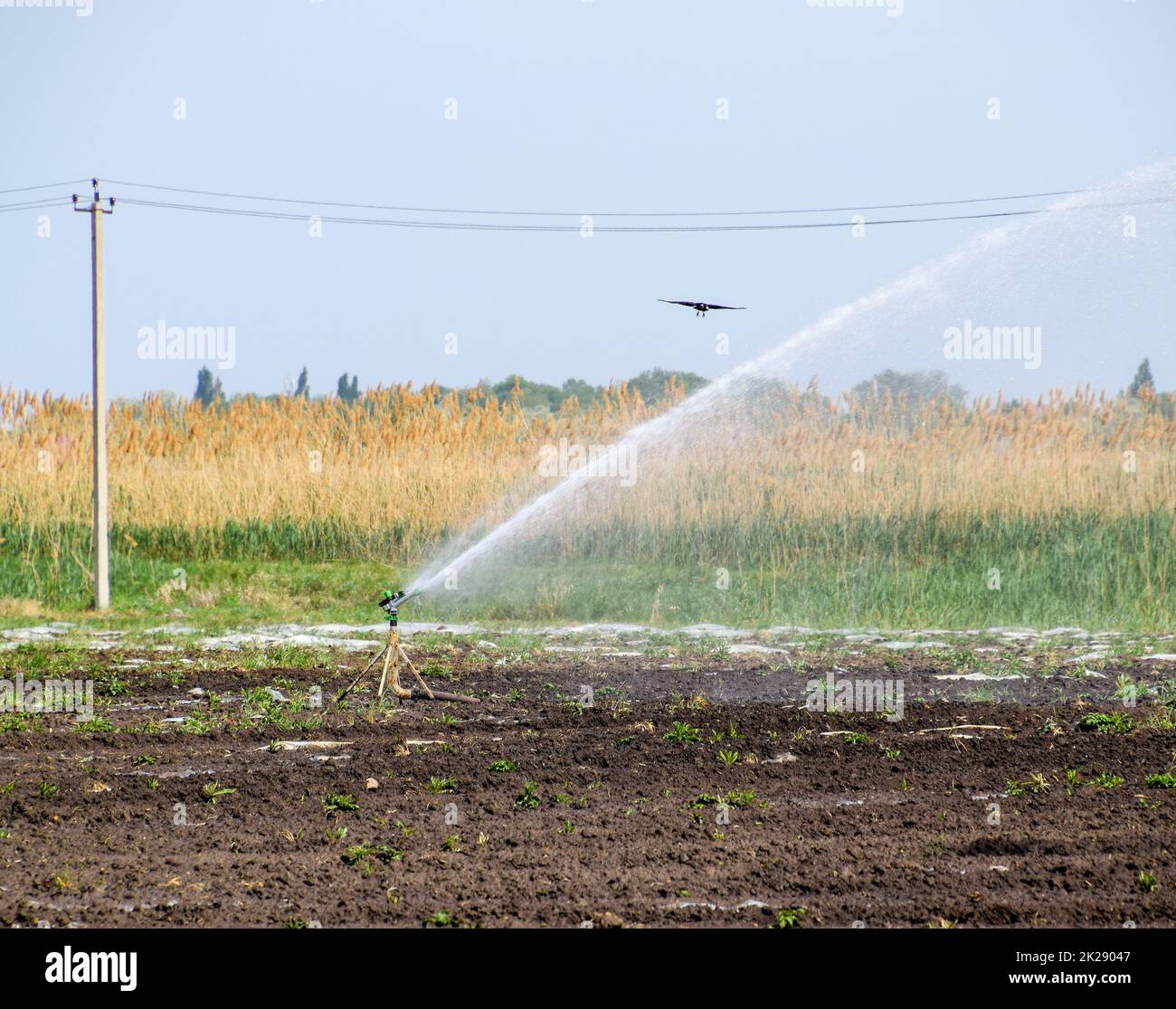 Irrigation system in field of melons. Watering the fields. Sprinkler ...