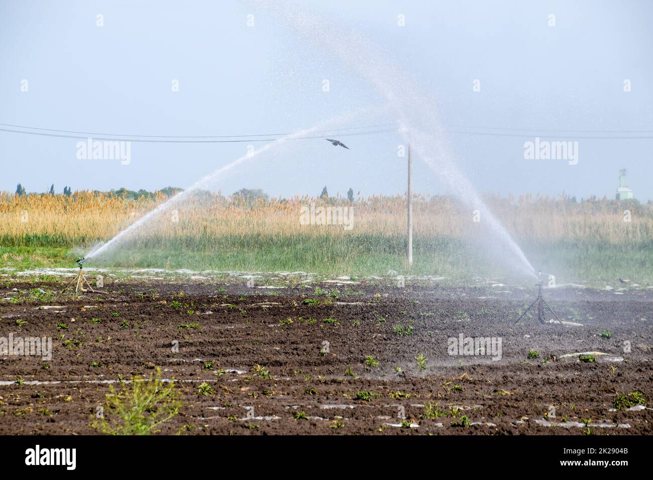 Irrigation system in field of melons. Watering the fields. Sprinkler ...