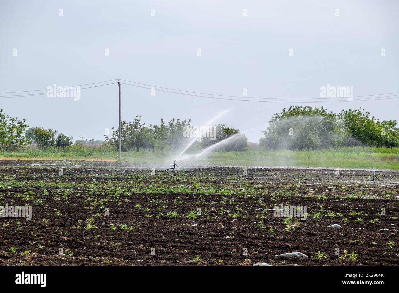 Irrigation system in field of melons. Watering the fields. Sprinkler ...
