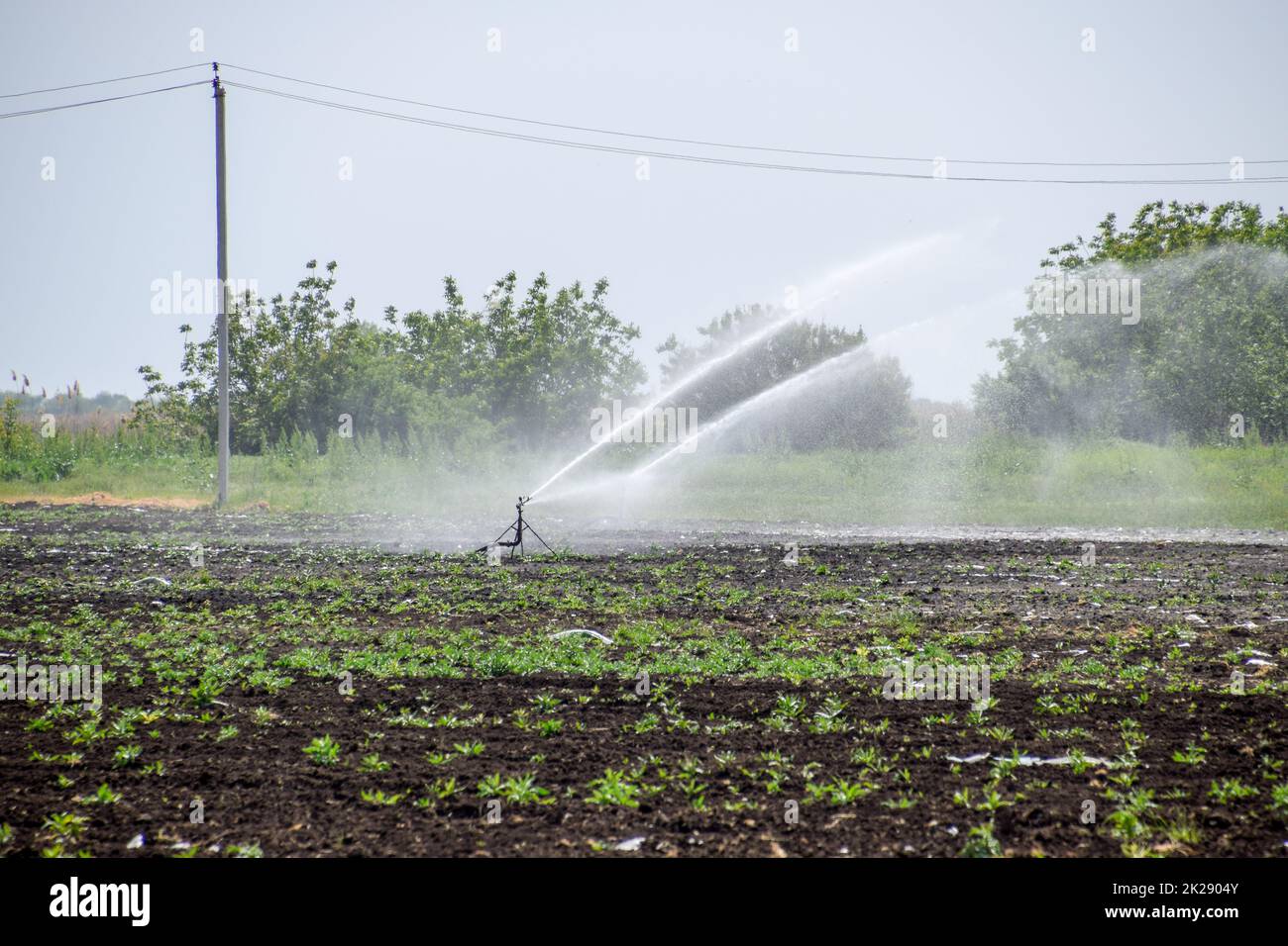 Irrigation system in field of melons. Watering the fields. Sprinkler ...