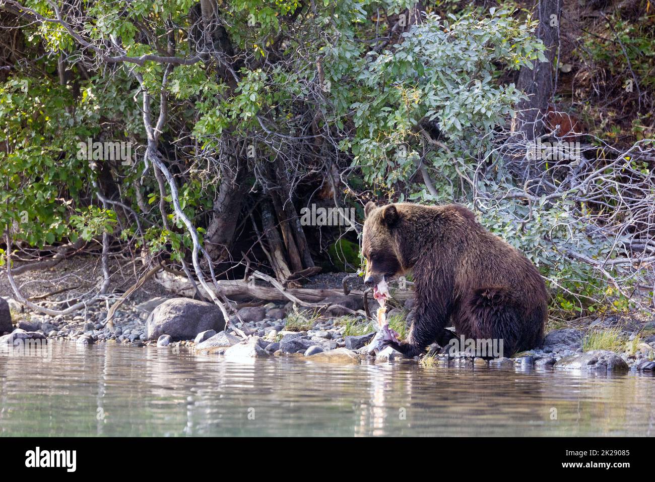 Grizzly Bear Sow Eating a Fish Stock Photo - Alamy