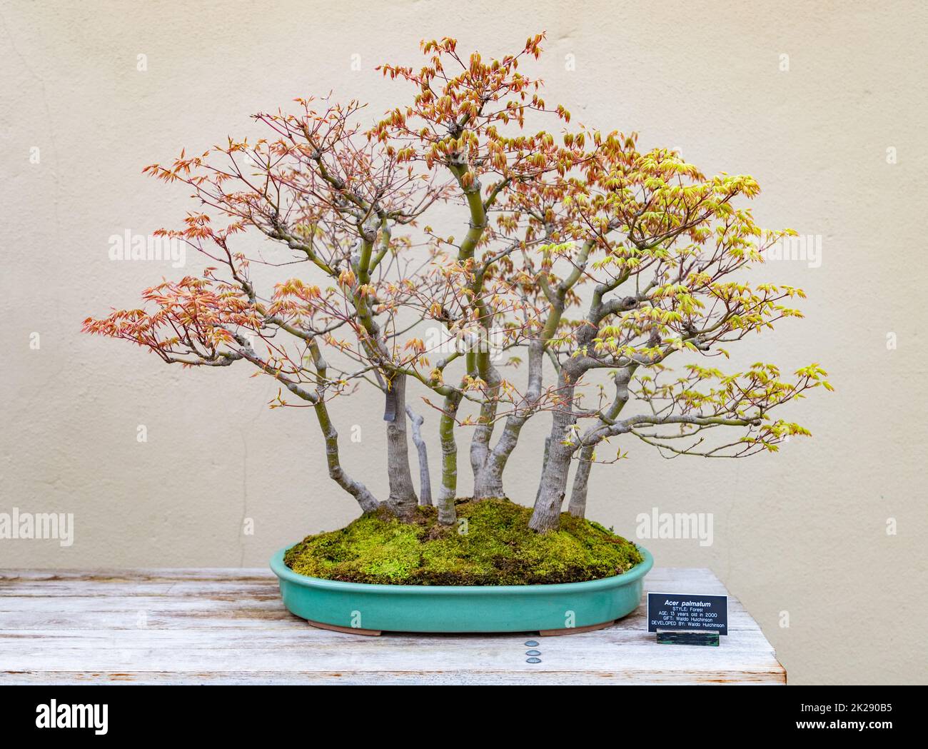 Acer palmatum bonsai hi-res stock photography and images - Alamy