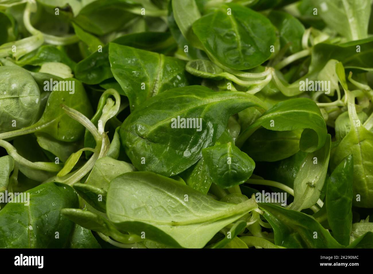 Mache leaves hi-res stock photography and images - Alamy