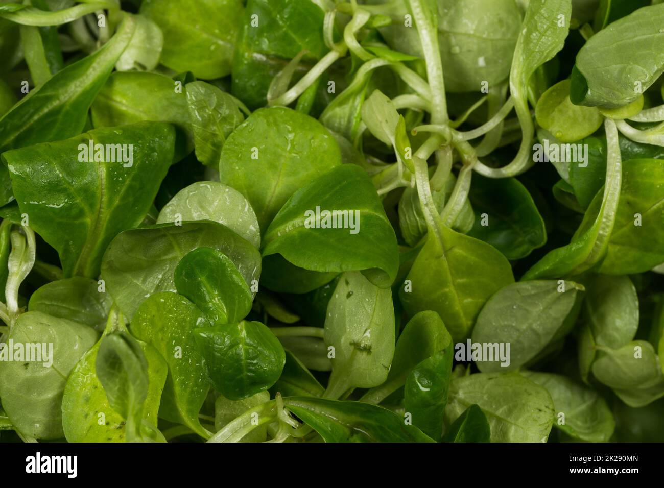 Mache leaves hi-res stock photography and images - Alamy