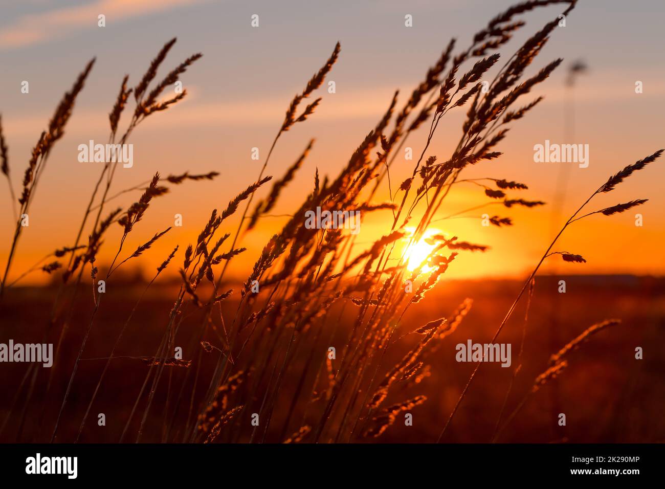 Grass sunset hi-res stock photography and images - Alamy