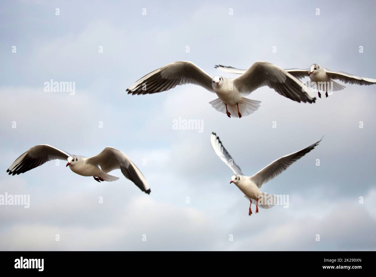 Gulls in the flight Stock Photo - Alamy