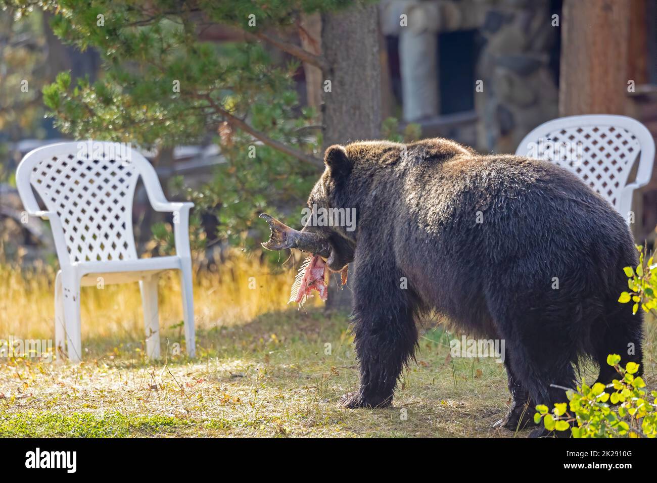 Grizzly Bear Carrying Salmon in Front Yard Stock Photo - Alamy