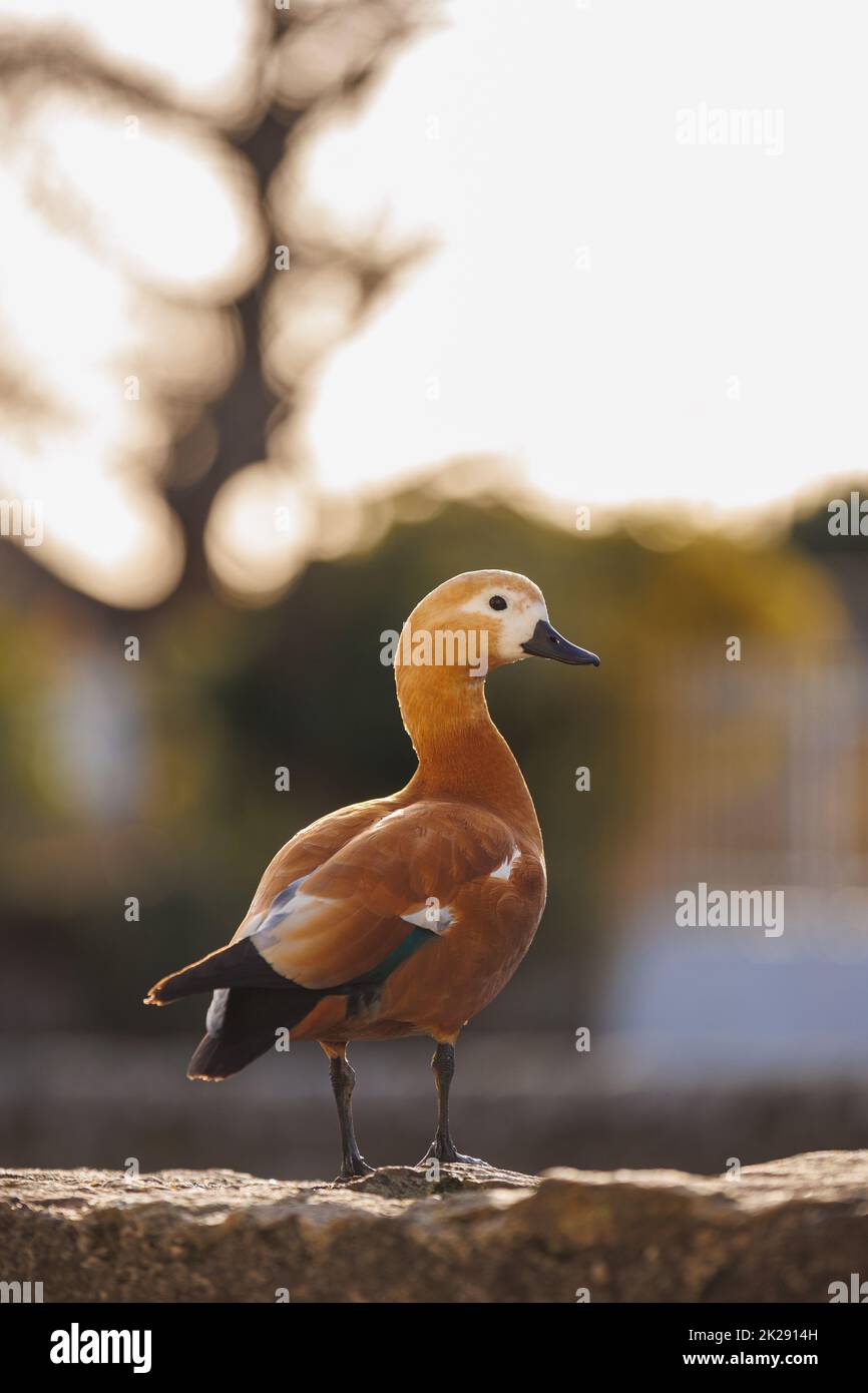 Duck in orange hi-res stock photography and images - Alamy