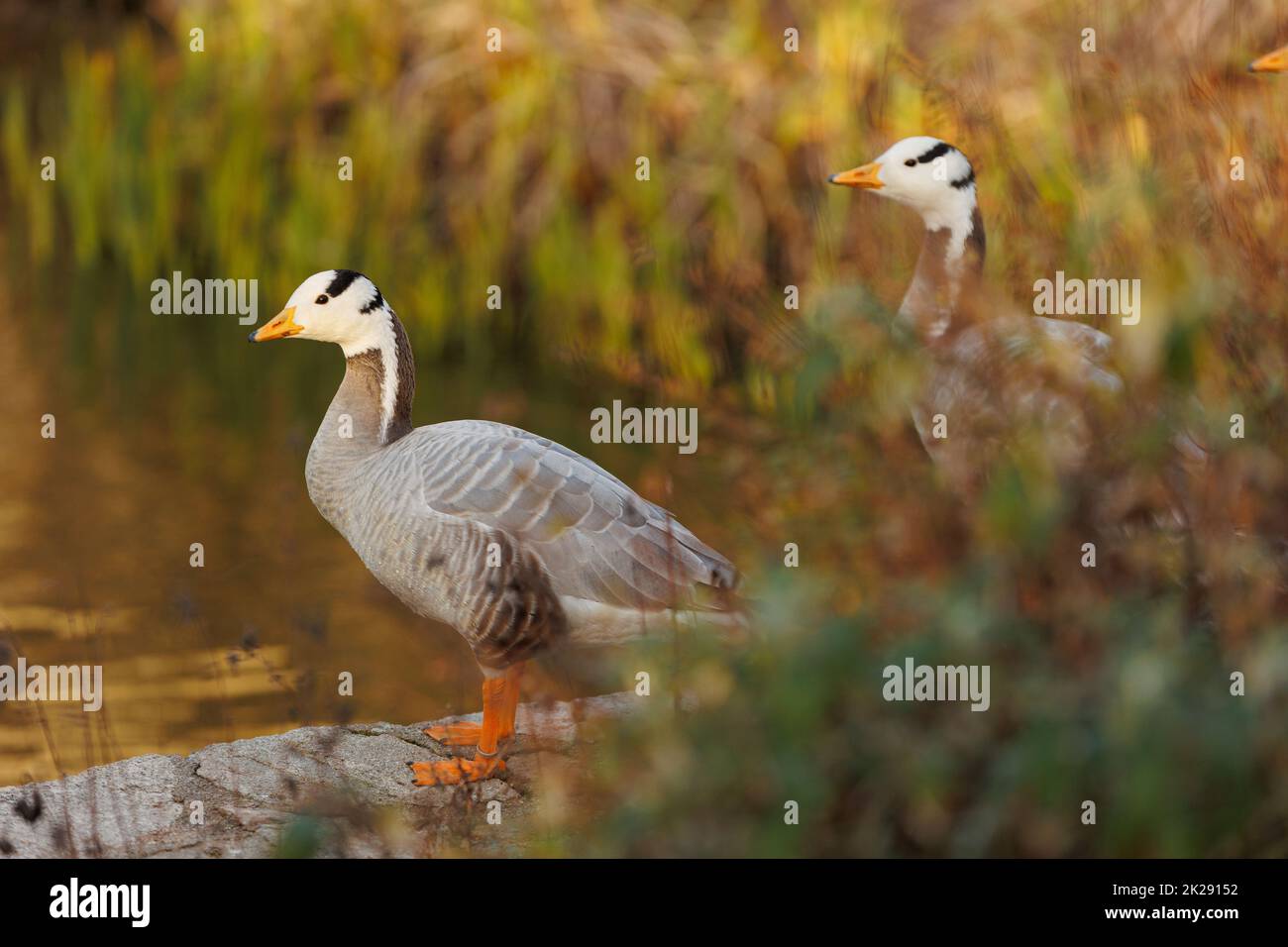 Natural village setting hi-res stock photography and images - Alamy