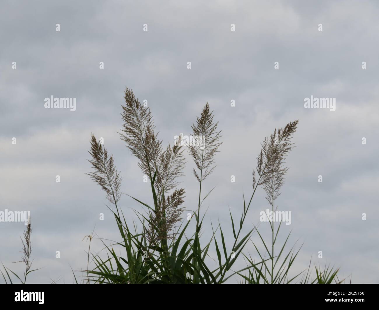 Invasive grass hi-res stock photography and images - Alamy
