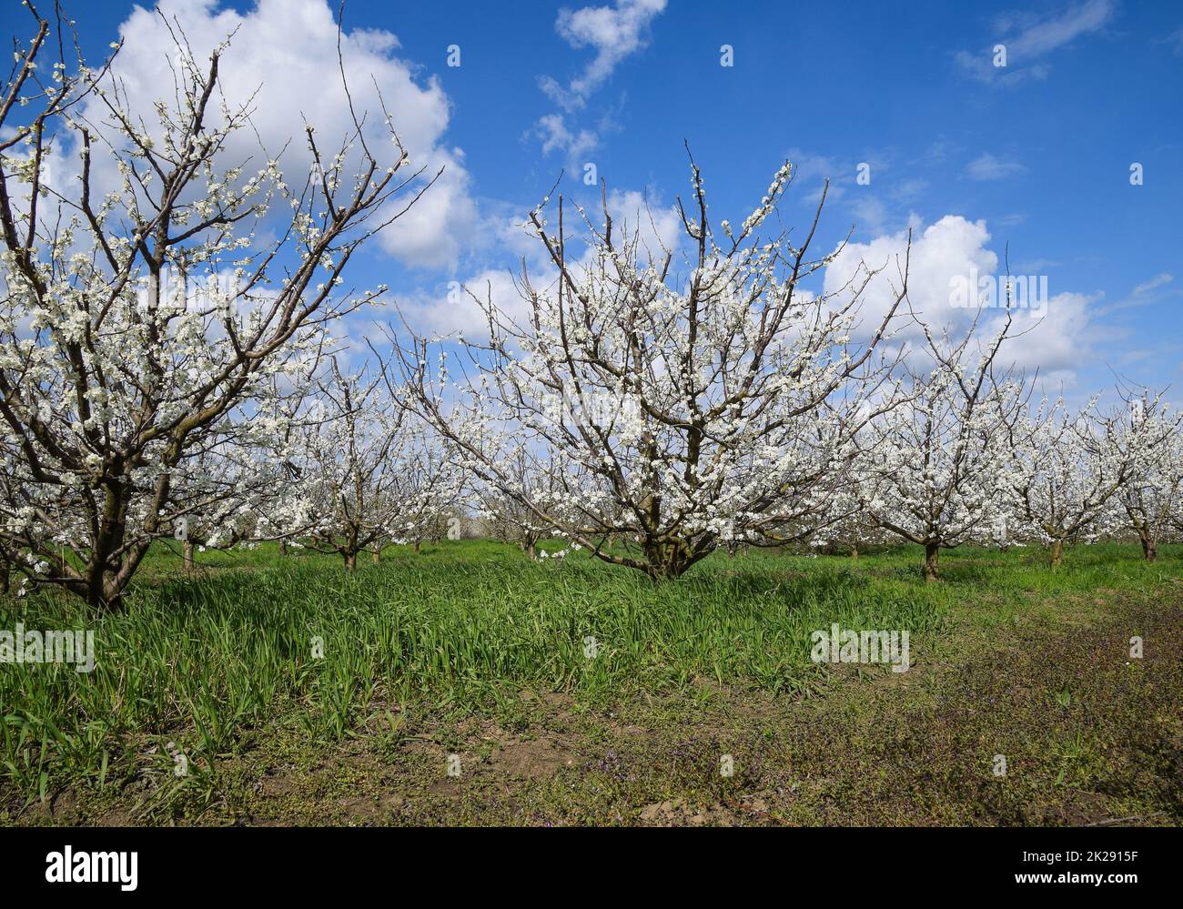 Flowering plum garden Stock Photo - Alamy