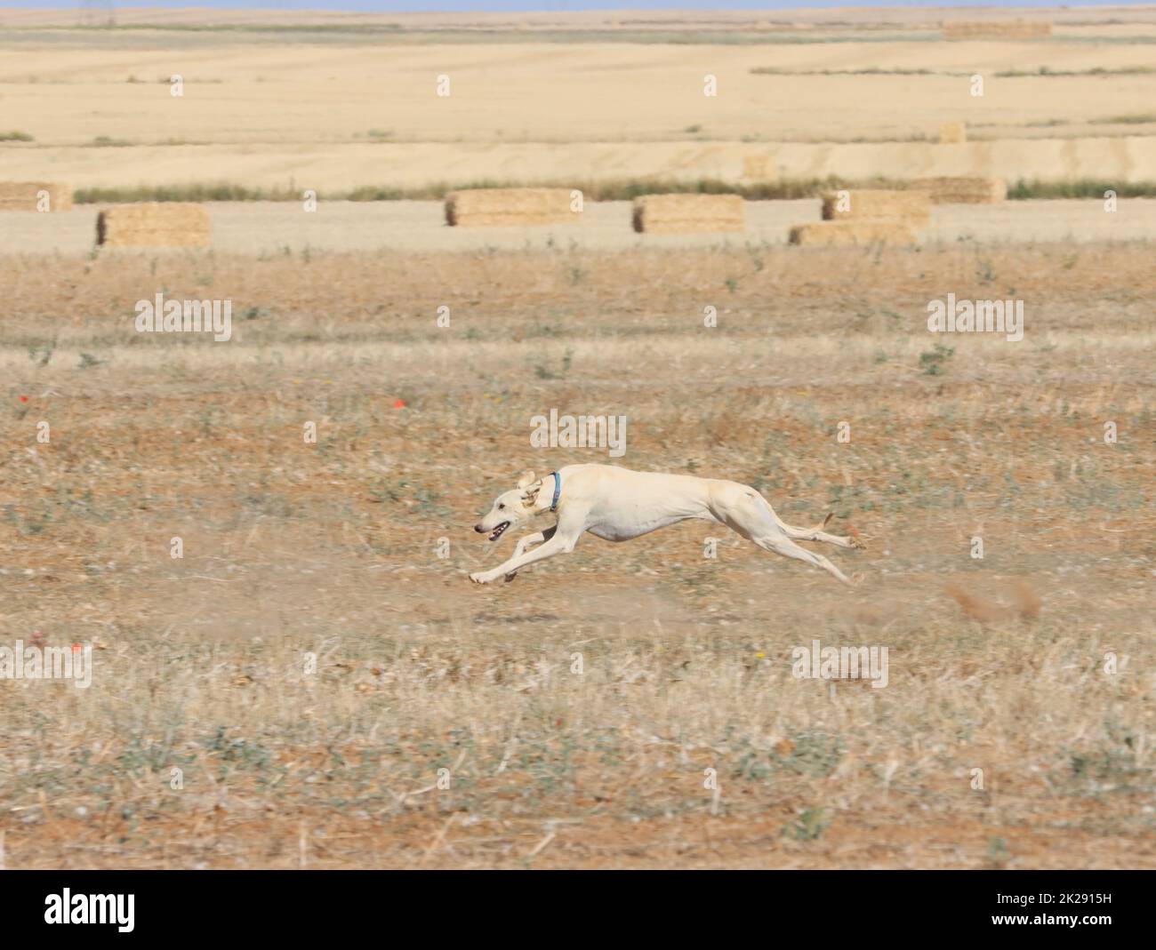 greyhound race fast dog domestic animal field hare hunting Stock Photo ...