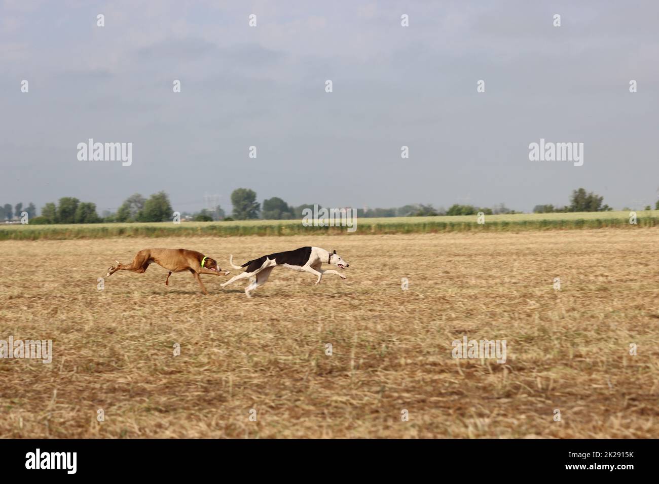 Spanish greyhound dog race hare hunting speed delivers passion Stock ...