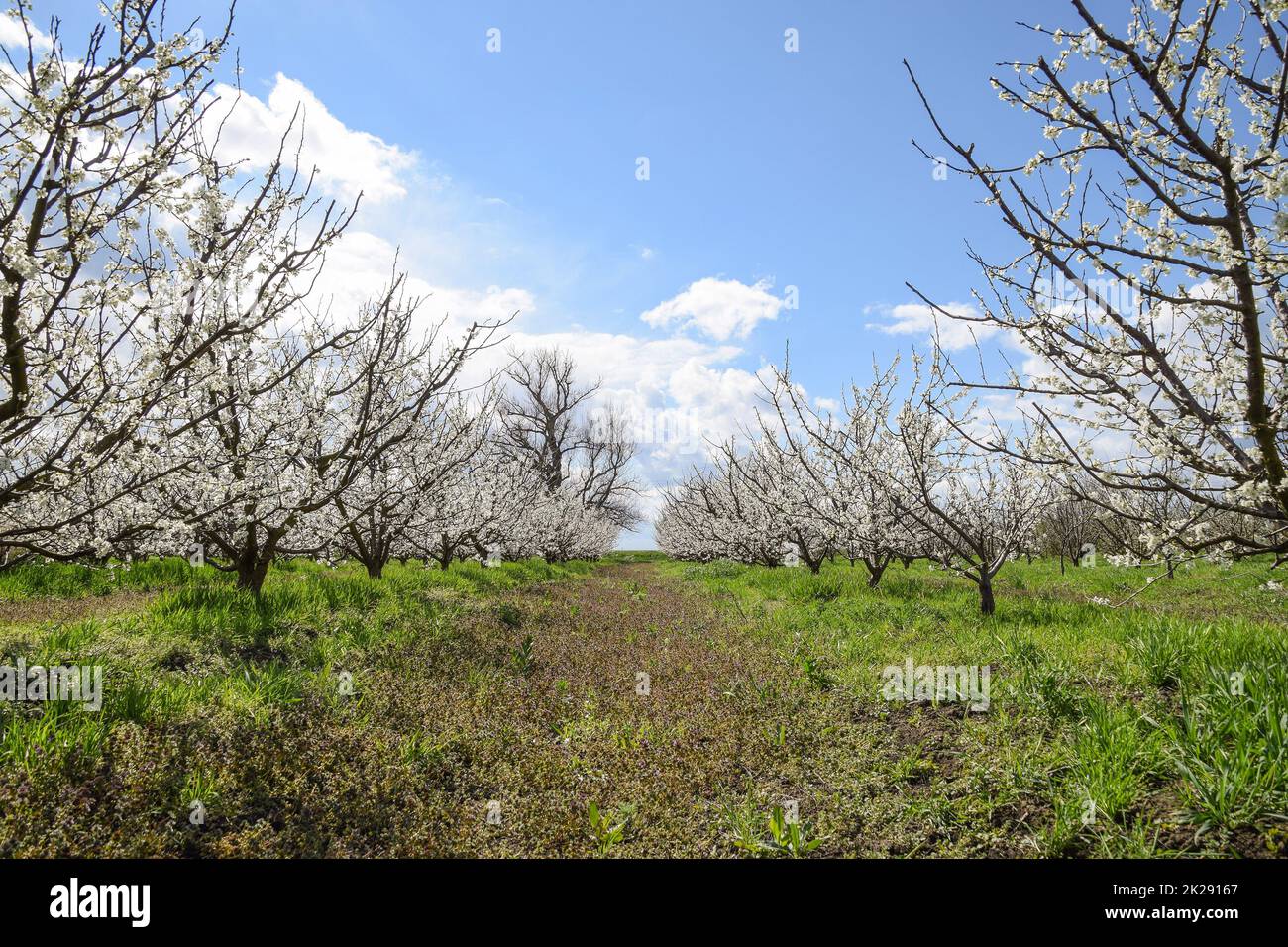Spring plum tree blossoms clouds hi-res stock photography and images ...