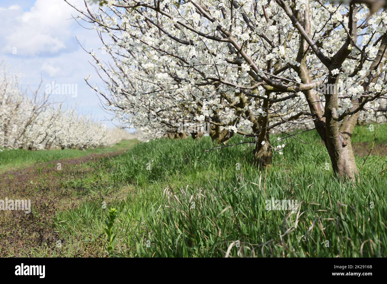 Flowering plum garden Stock Photo - Alamy