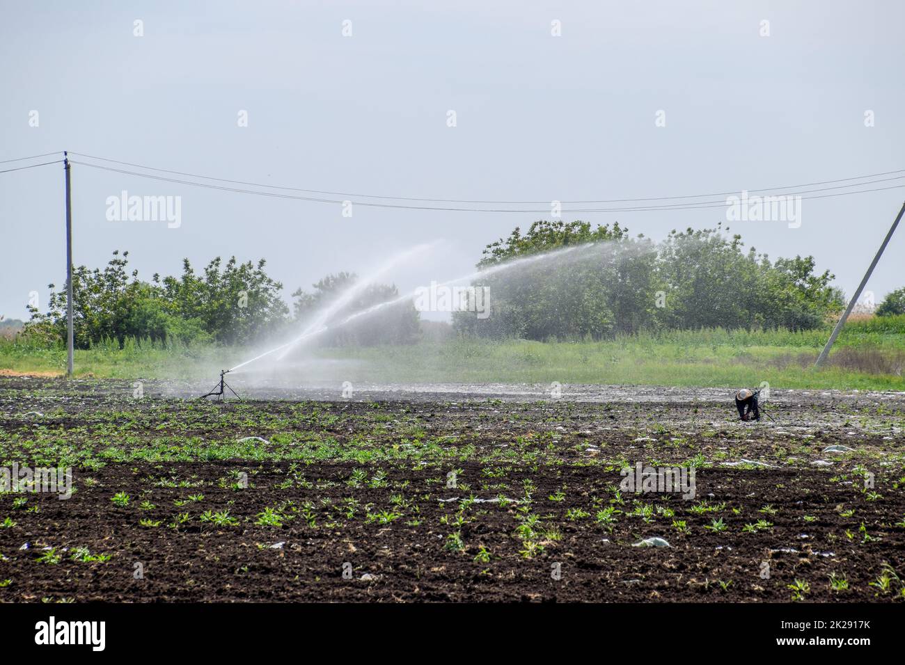 Irrigation system in field of melons. Watering the fields. Sprinkler ...