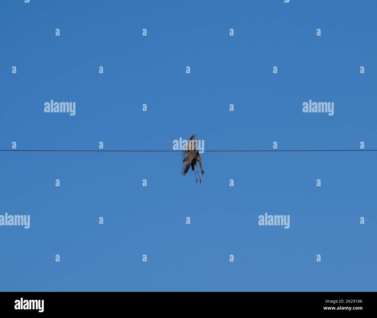 Dead bird on the wire. An electric bird killed by an electric current ...