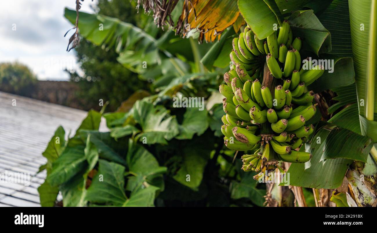 Banana tree green hi-res stock photography and images - Alamy