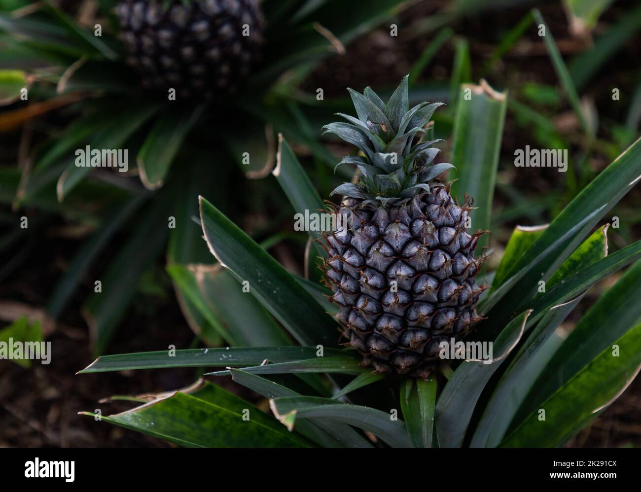Pineapple Plantation I Stock Photo - Alamy