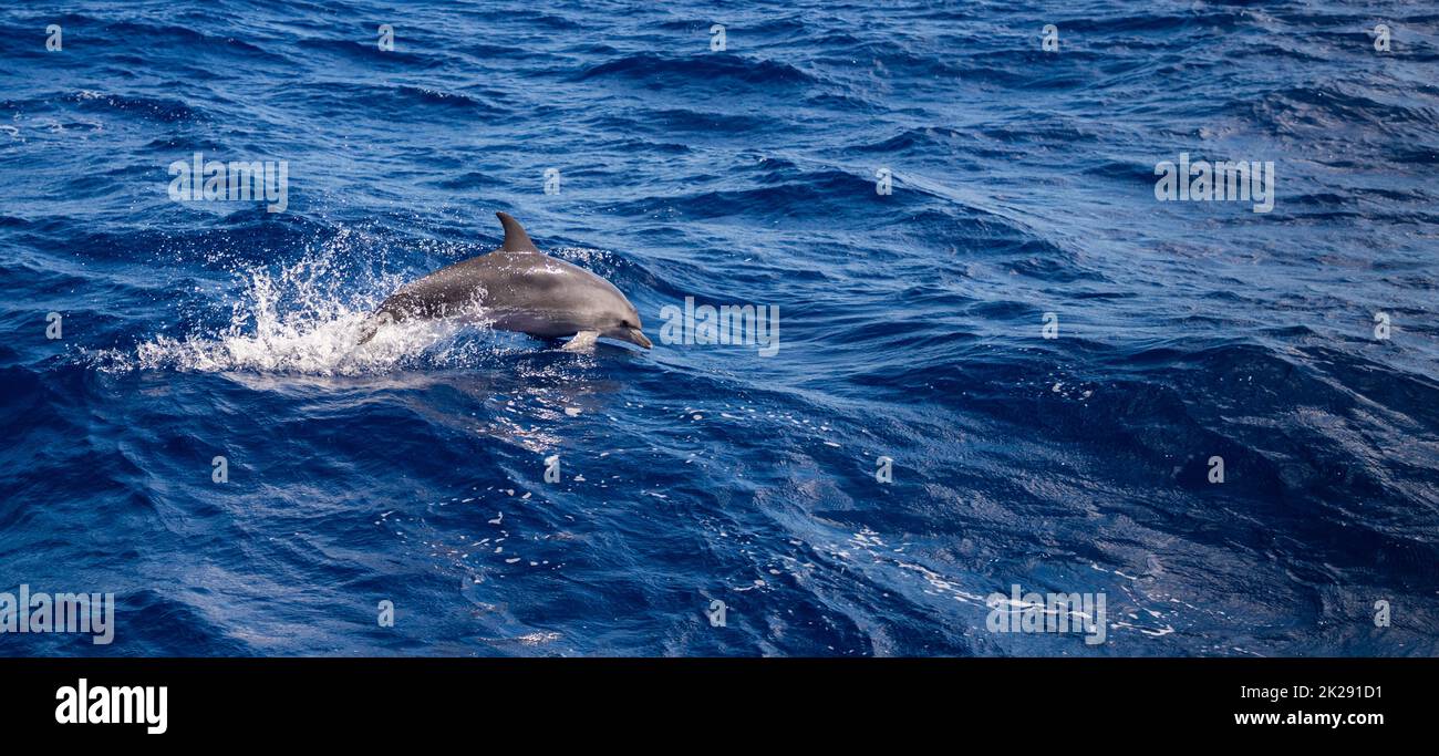 Dolphin ii hi-res stock photography and images - Alamy