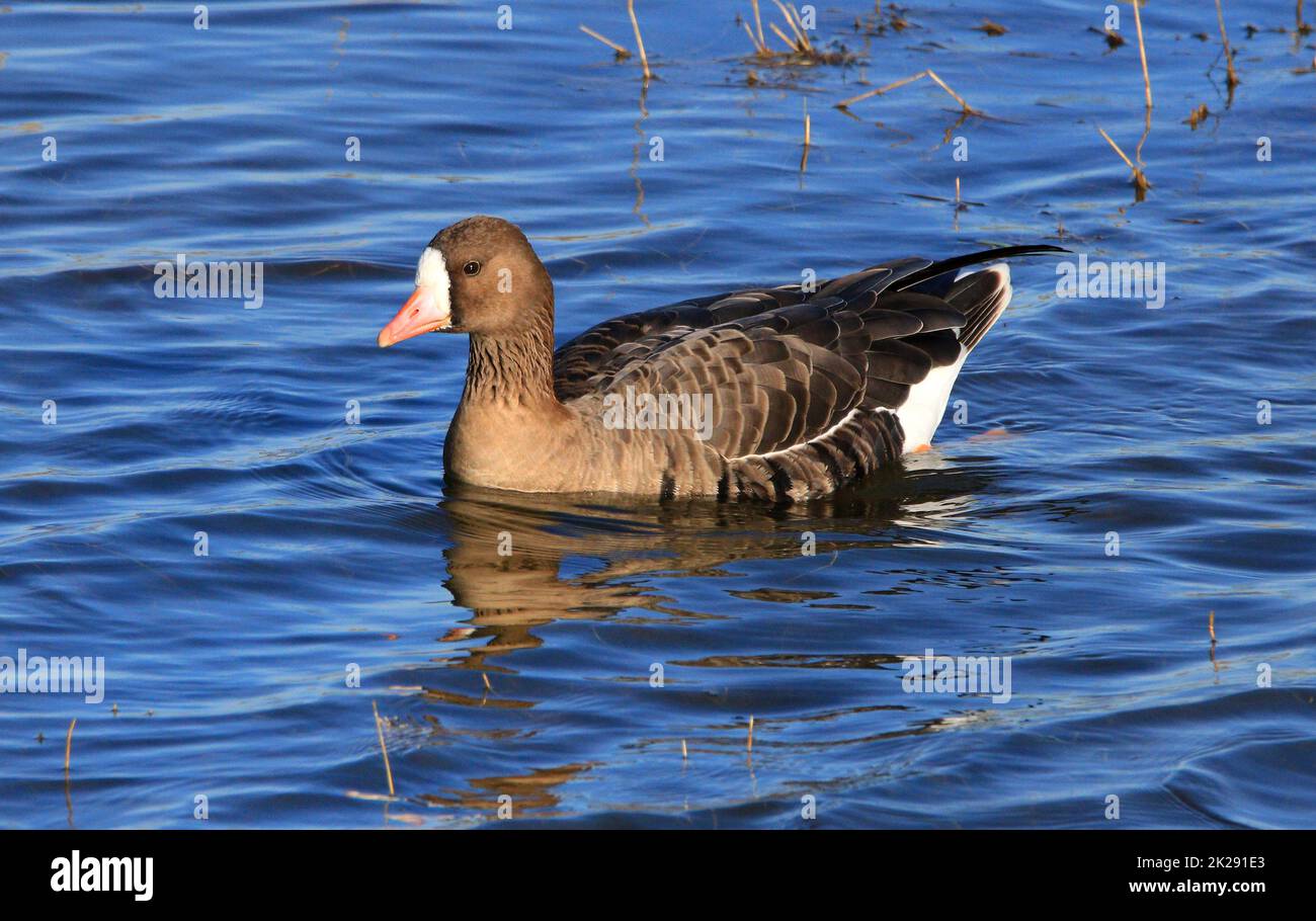 Greater white-fronted goose, male, swimming in a pond Stock Photo - Alamy
