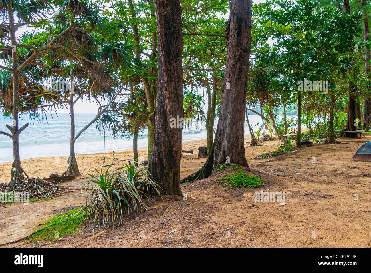 Tropical beach palm trees behind hi-res stock photography and images ...