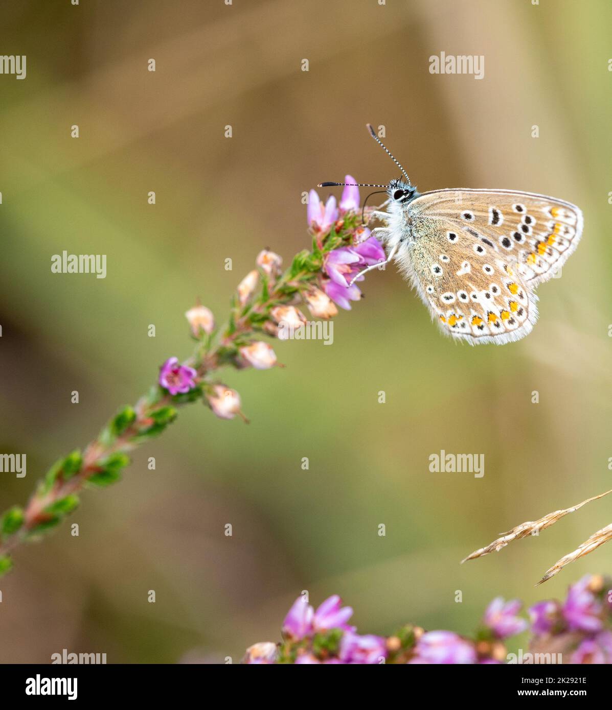 Female Common Blue butterfly nectaring on common heather flowers Stock ...