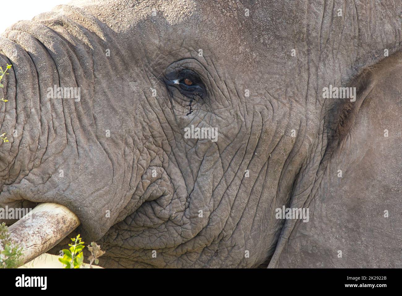 Elephant face hi-res stock photography and images - Alamy