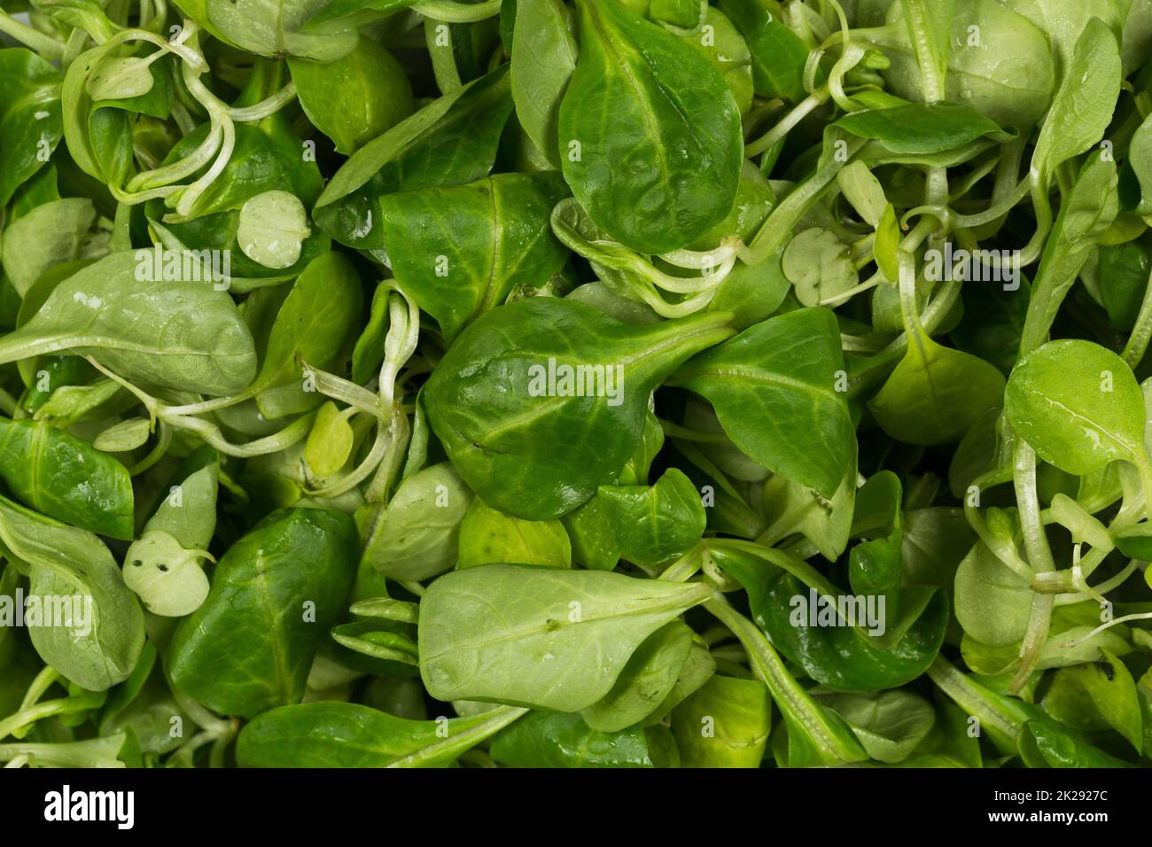 Mache leaves hi-res stock photography and images - Alamy